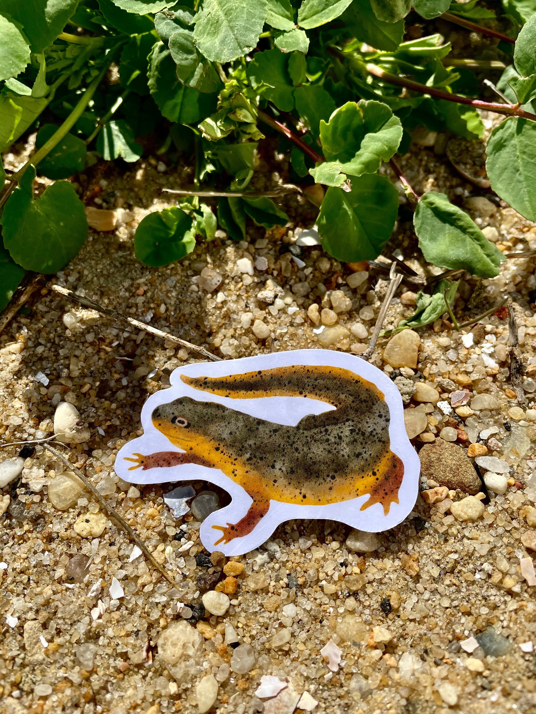 Red Spotted Newt Sticker Newt Sticker Salamander Sticker | Etsy