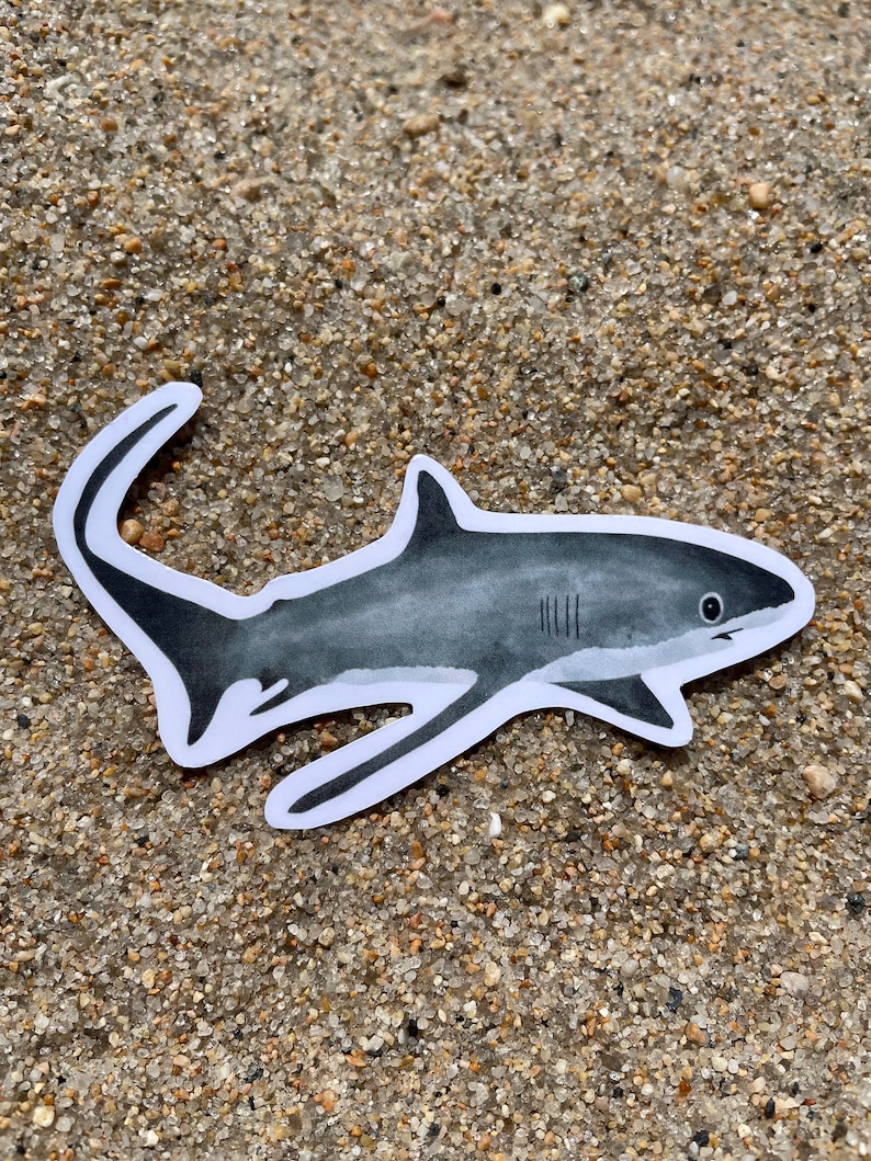 Shark Species Sticker Bundle Shark Stickers Sticker Set - Etsy