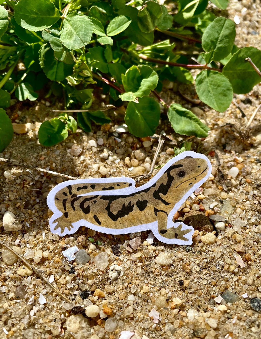 Tiger Salamander Sticker, Eastern Tiger Salamander, Salamander ...