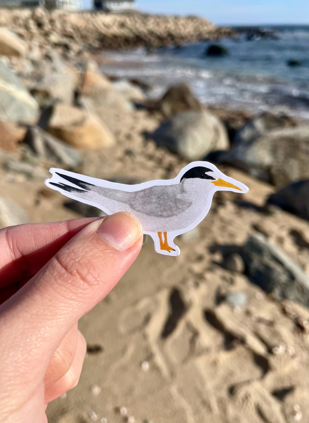 Lesser Tern Sticker Seabird Sticker Bird Sticker Shorebird - Etsy
