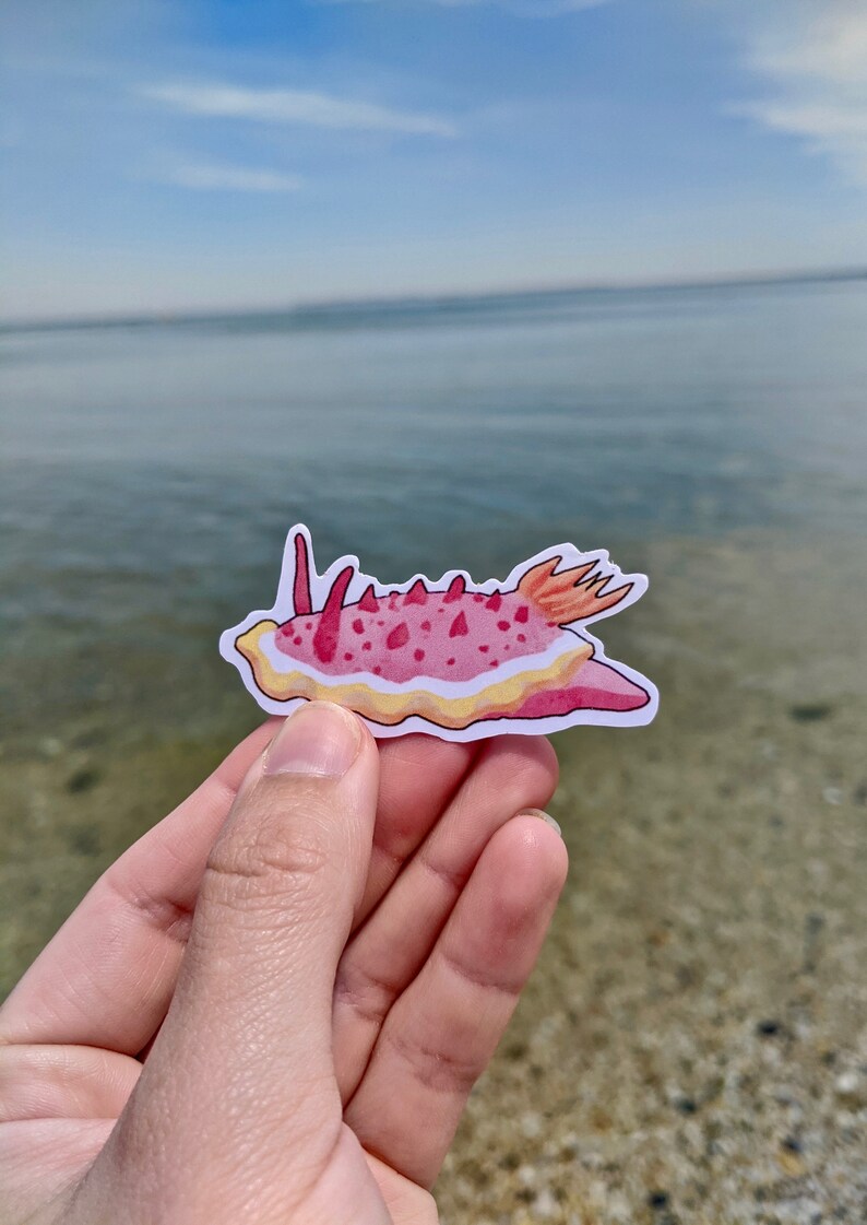Nudibranch Sticker Nudibranch Pink Nudibranch Sea Slug - Etsy