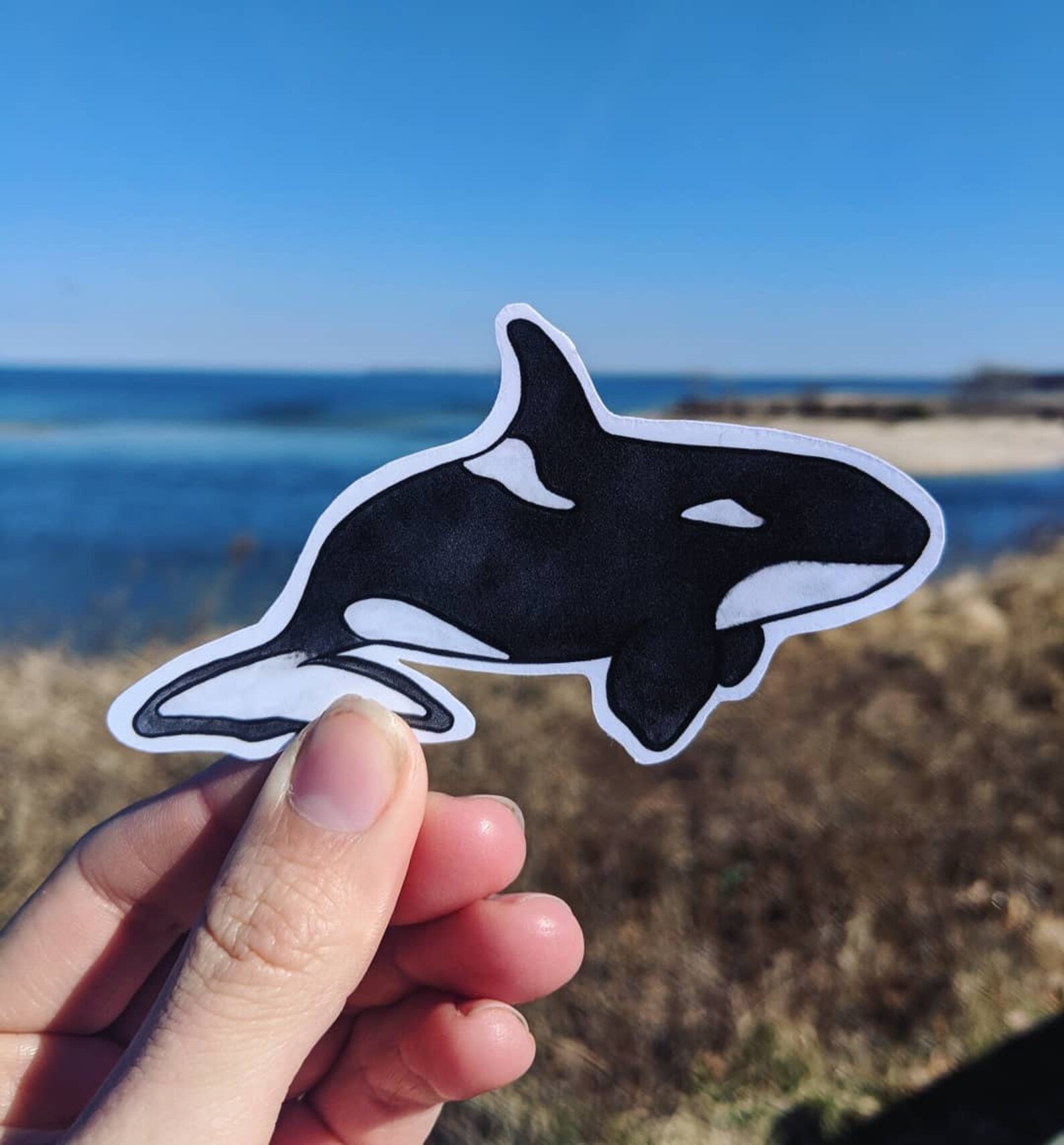 Orca Whale Sticker Killer Whale Sticker Orca Sticker Whale | Etsy