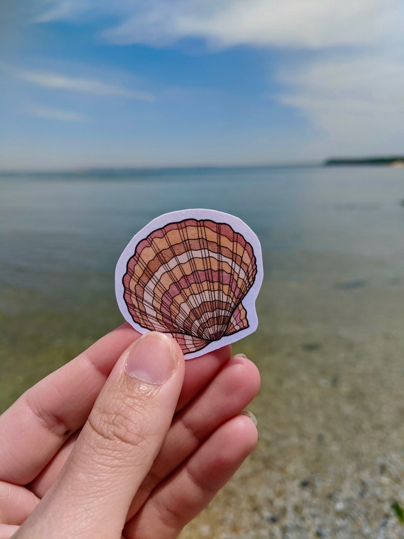 Scallop Shell Sticker Scallop Sticker Shell Sticker | Etsy