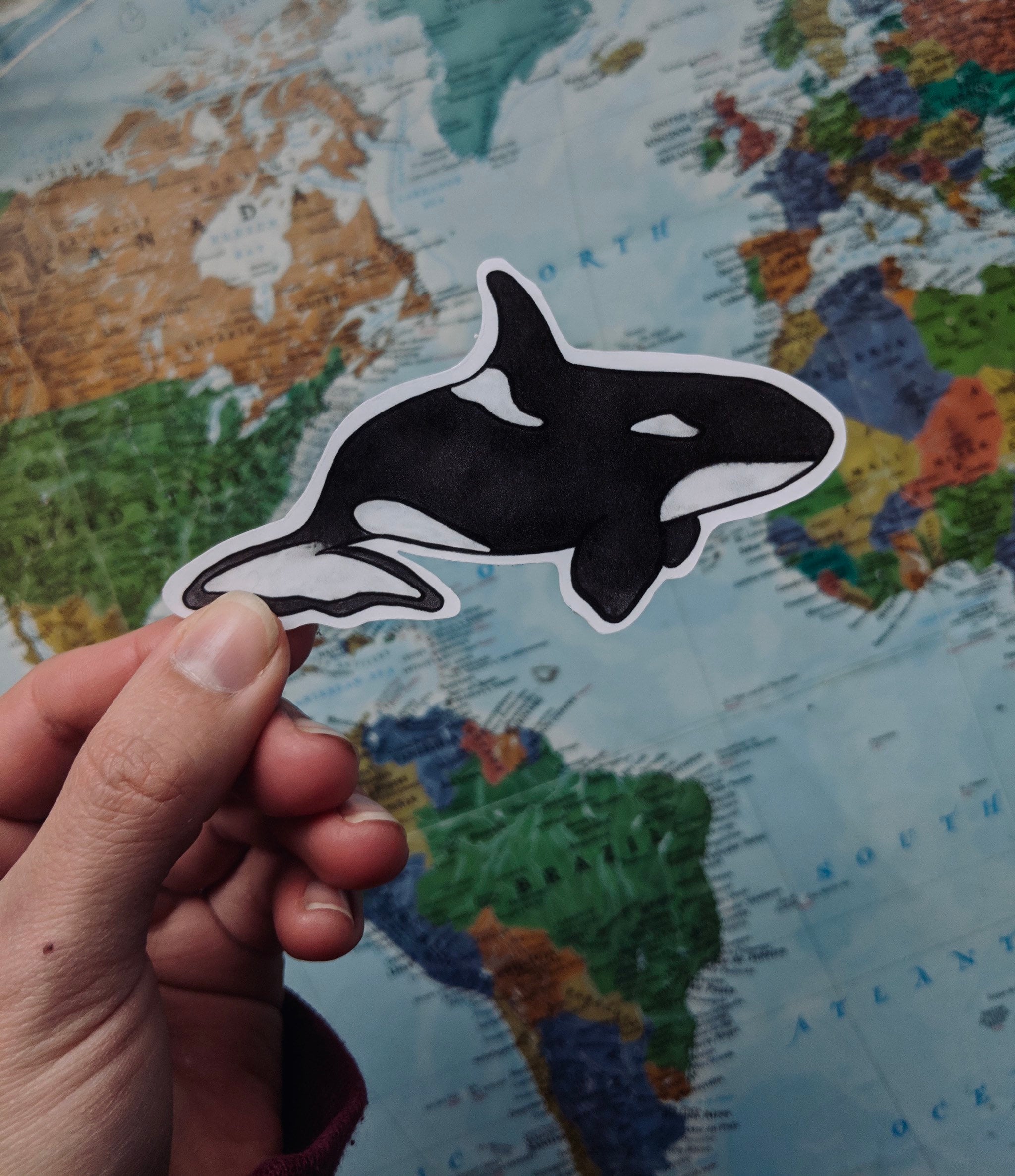 Orca Whale Sticker Killer Whale Sticker Orca Sticker Whale | Etsy
