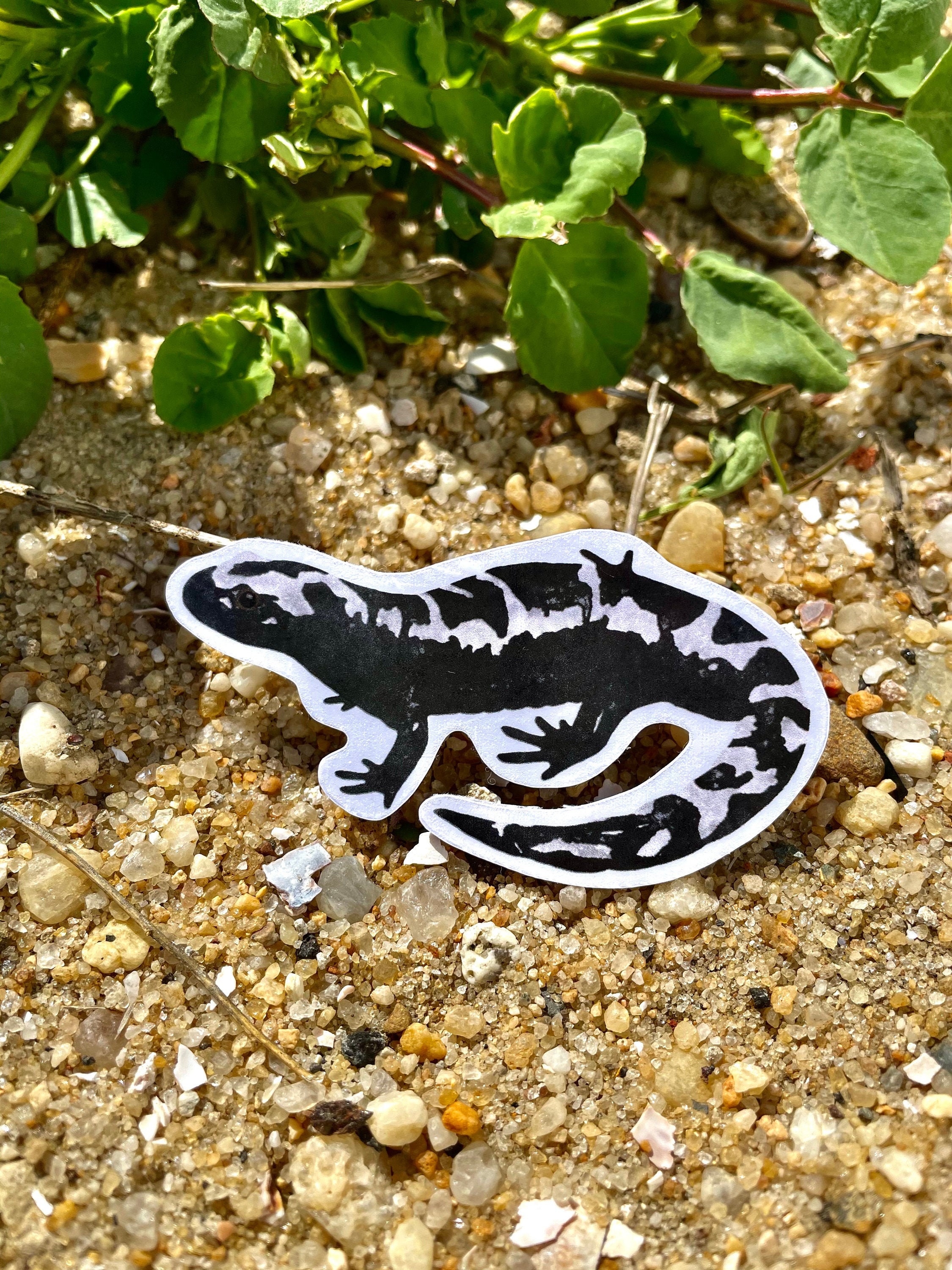 Marbled Salamander Sticker Marbled Salamander Salamander - Etsy UK