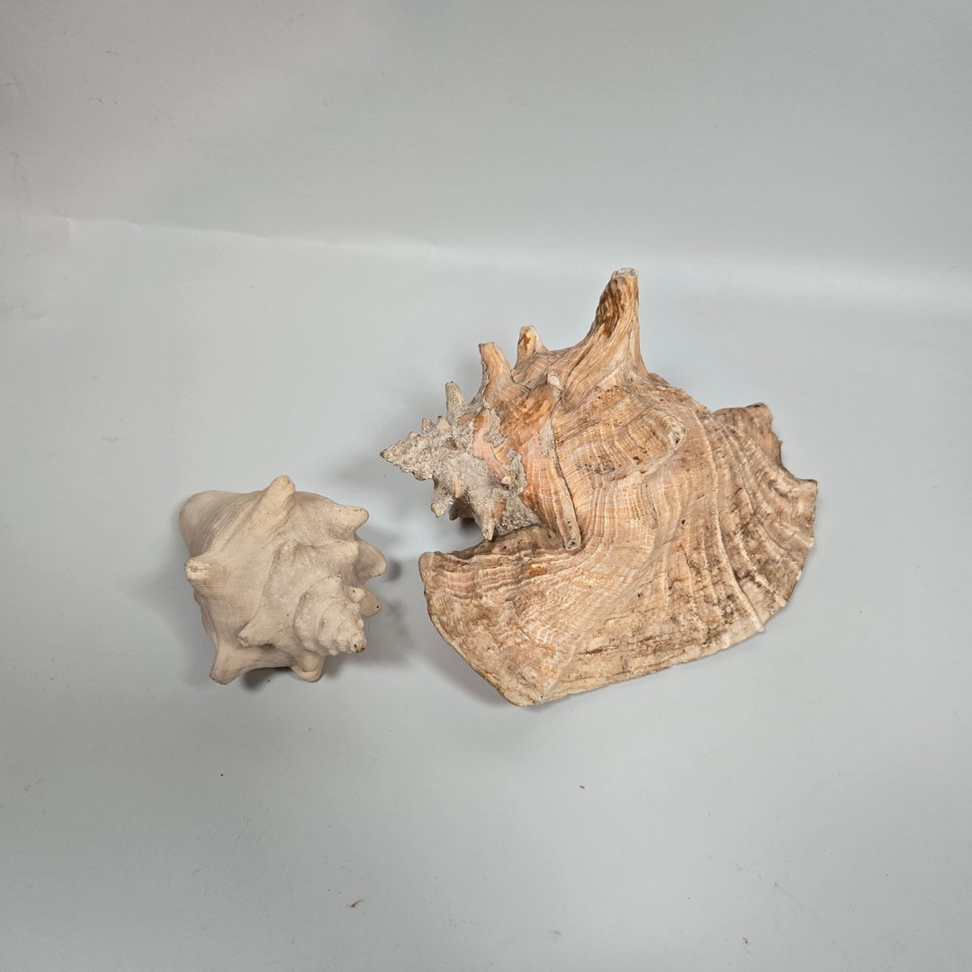Lot of 2 Conch Sea Shells 2 Large 1 Smaller 6 1/2 and 9 Inch - Etsy