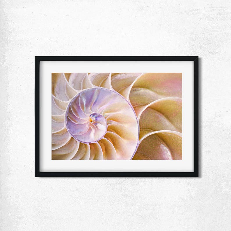Pink and White Seashell Print, Seashell Wall Art, Coastal Beach Cottage ...