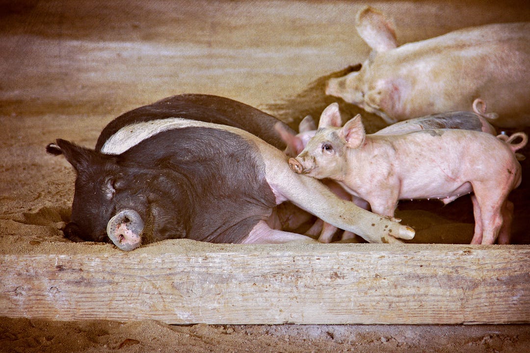 Pig Print - Farm Anima Print - Wall Art - Wall Decor - Country Decor ...