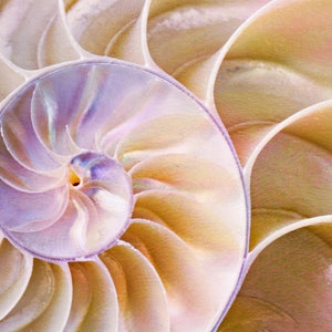 Pink and White Sea Shell Print, Seashell Wall Art, Coastal Beach ...