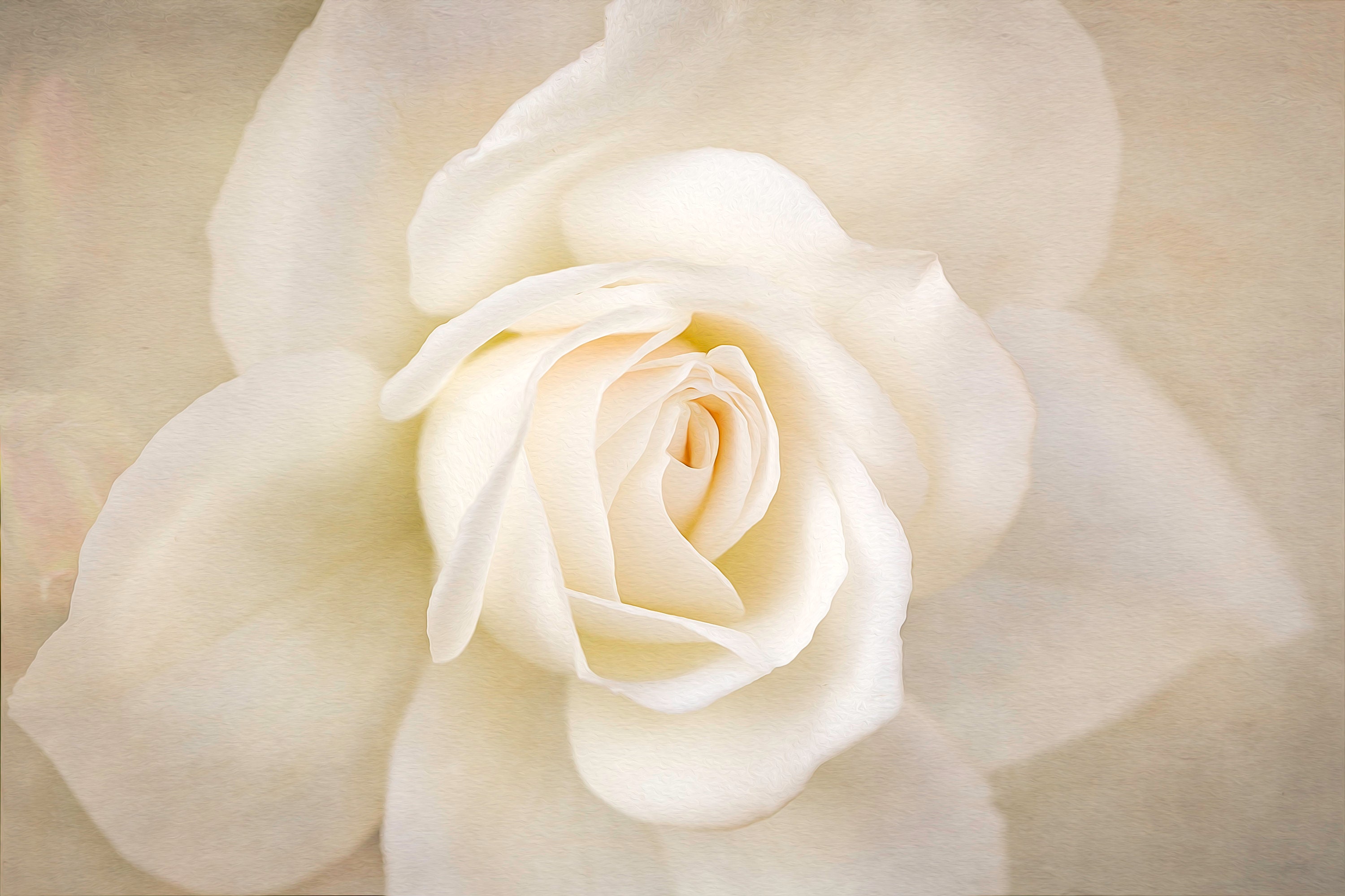 Rose Photography Print - Flower Wall Art - White Flower Print ...