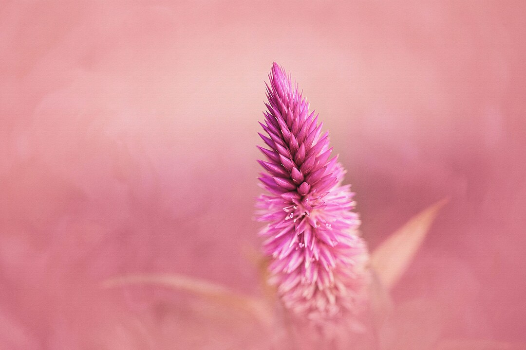 Pink Flower Print - Flower Photography - Flamingo Feather Flower ...