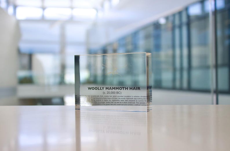 Ice Age Woolly Mammoth Hair Real Historical Display for Museums ...