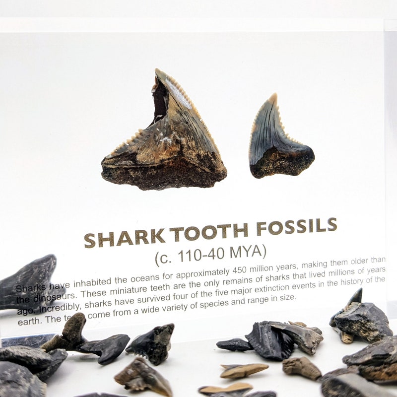 Shark Tooth Display - Etsy