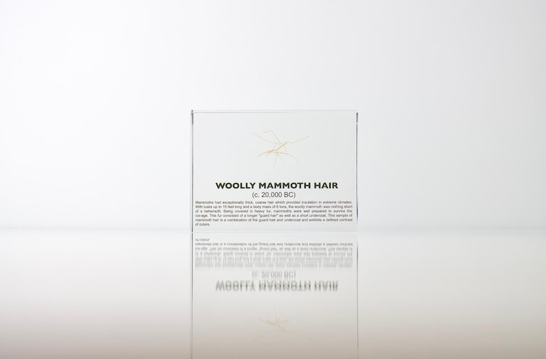 Ice Age Woolly Mammoth Hair Real Historical Display for Museums ...