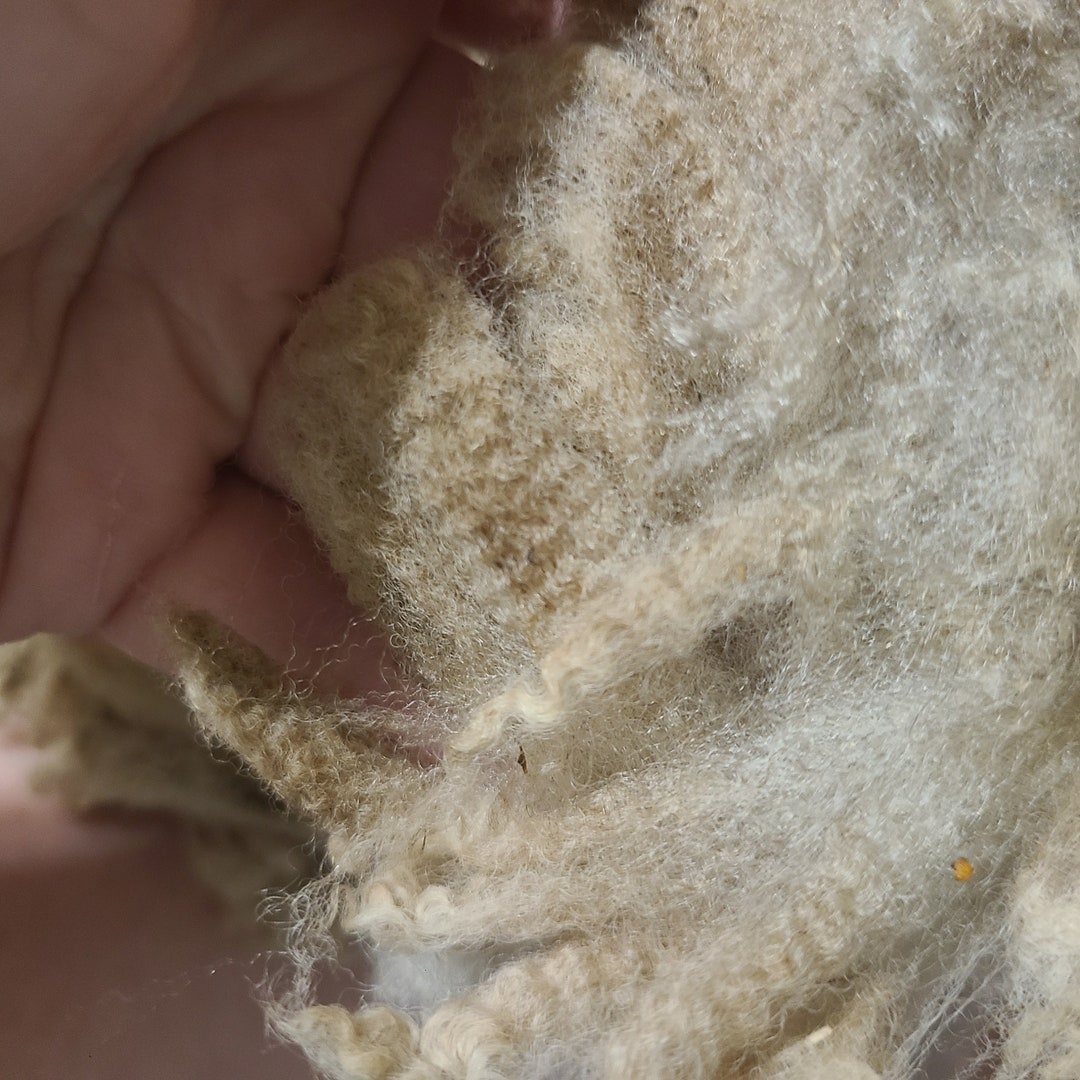 Romeldale/cvm Raw Wool Shave 'em 2 Save 'em Rosemary Fine Wool Spinning ...