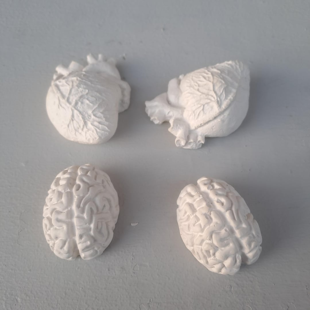 Heart, Brain, Plaster Model, Educational Model, Human Body, Science, 3D ...