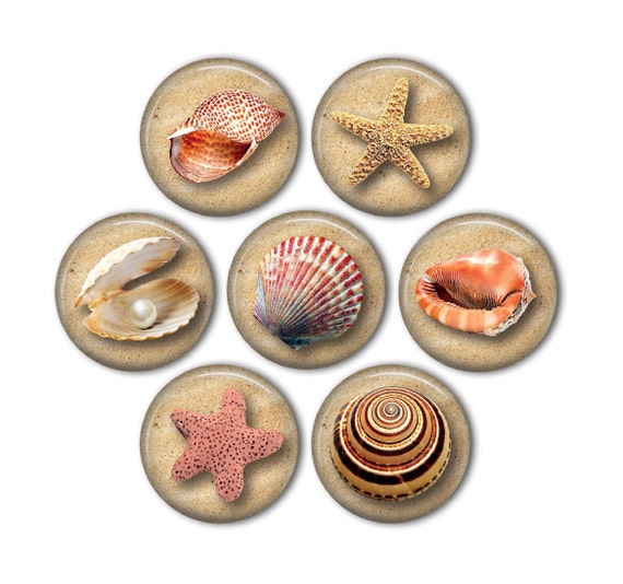 Seashell 1 Magnets set of 7 | Etsy