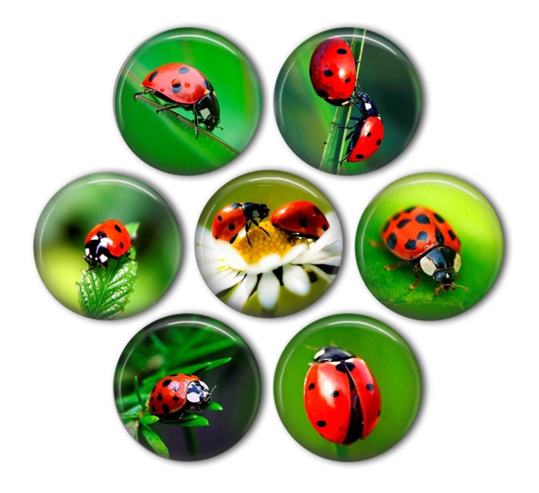 Ladybug 1" Magnets - Set of 7 - Etsy