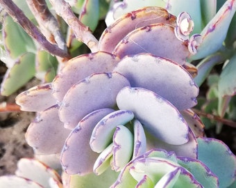Variegated Lavender Scallops Kalanchoe Fedtschenkoi 2 - Etsy