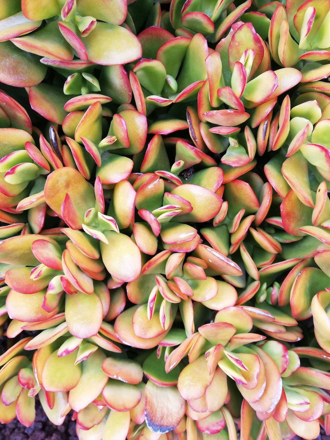 Crassula ovata Coucher de soleil de Hummel / Arbre de jade doré - Etsy ...