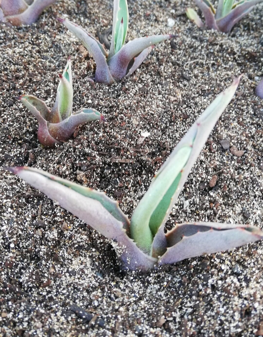 Agave fourcroydes Lem / Agave elongata / White Henequen / Yucatan Sisal ...