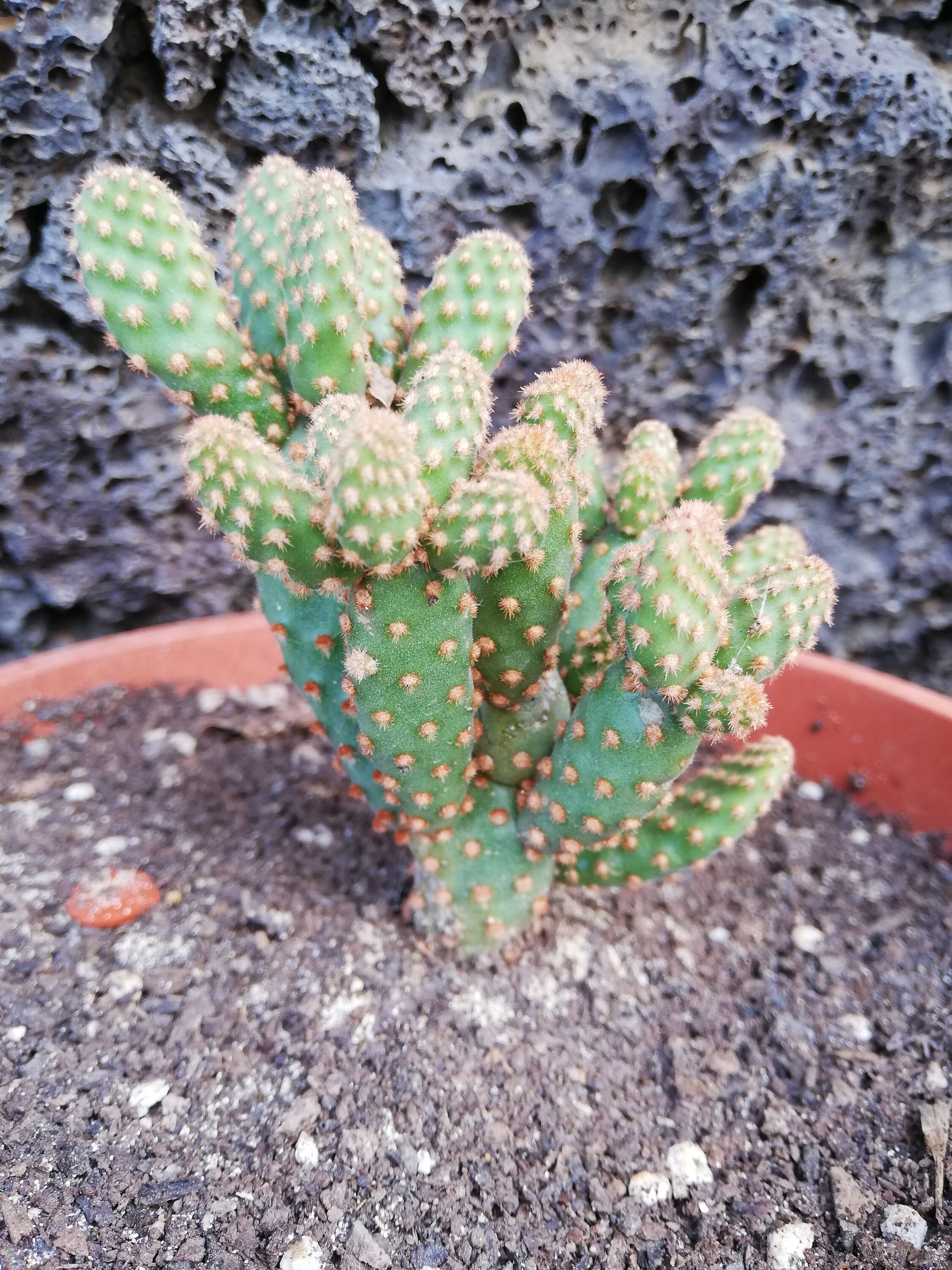 Opuntia microdasys ssp. rufida monstruosa/ opuntia rufida | Etsy
