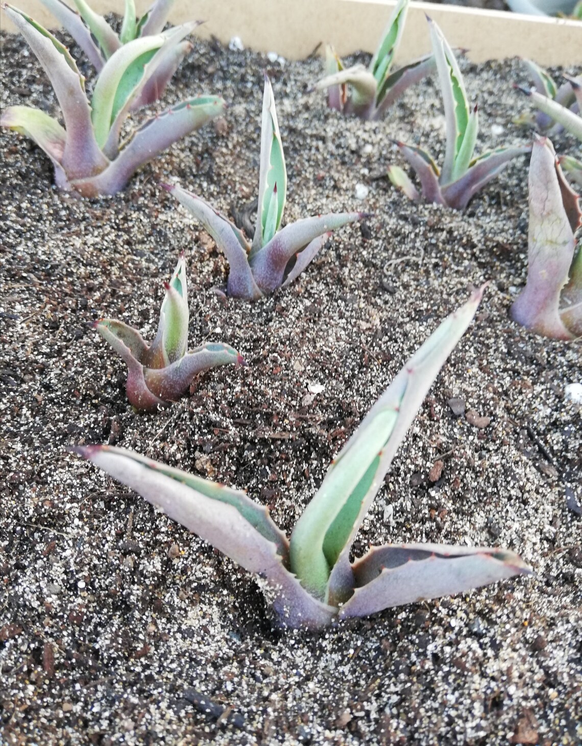 Agave Fourcroydes Lem / Agave Elongata / White Henequen / - Etsy Canada