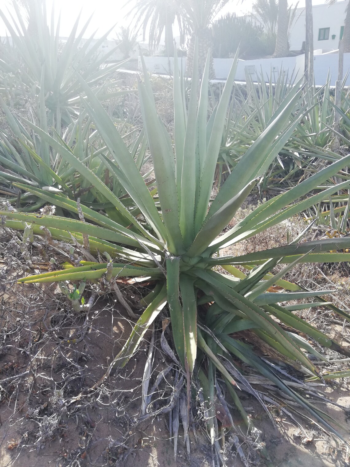 Agave fourcroydes Lem / Agave elongata / Weißes Henequen / - Etsy.de