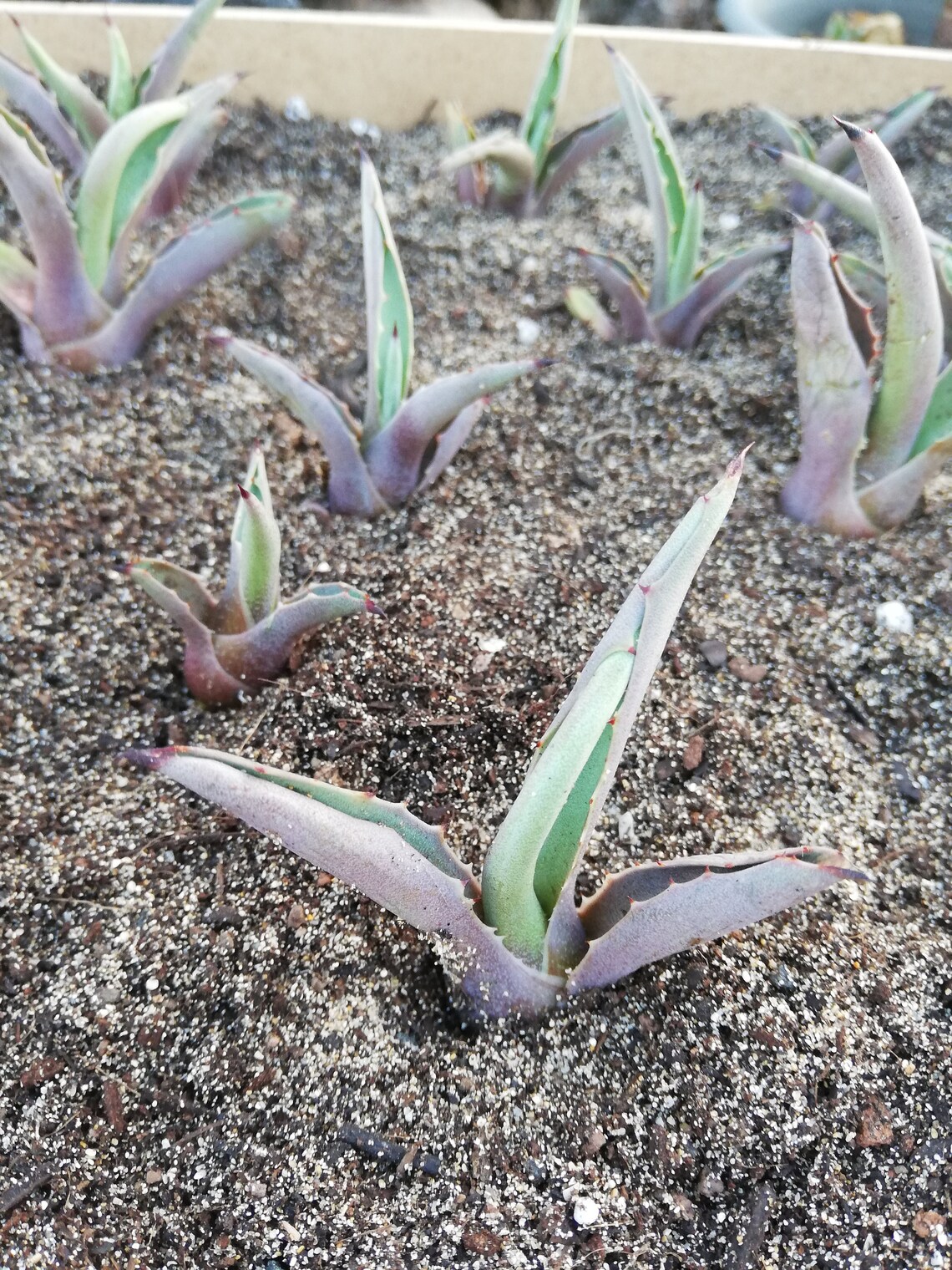 Agave Fourcroydes Lem / Agave Elongata / White Henequen / - Etsy Canada