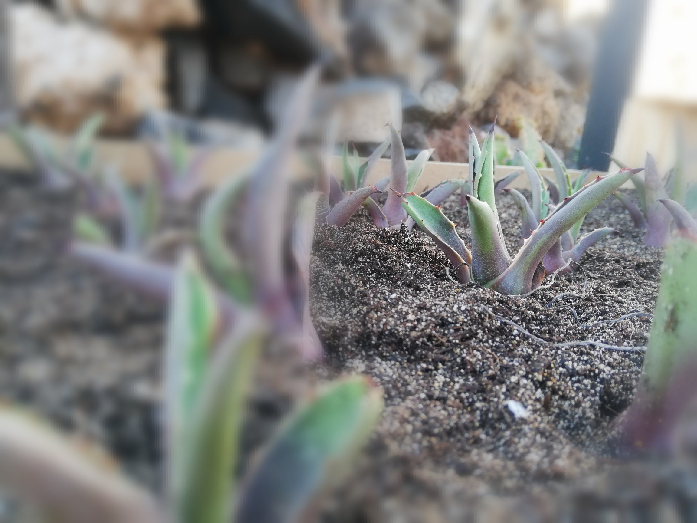 Agave fourcroydes Lem / Agave elongata / White Henequen / | Etsy