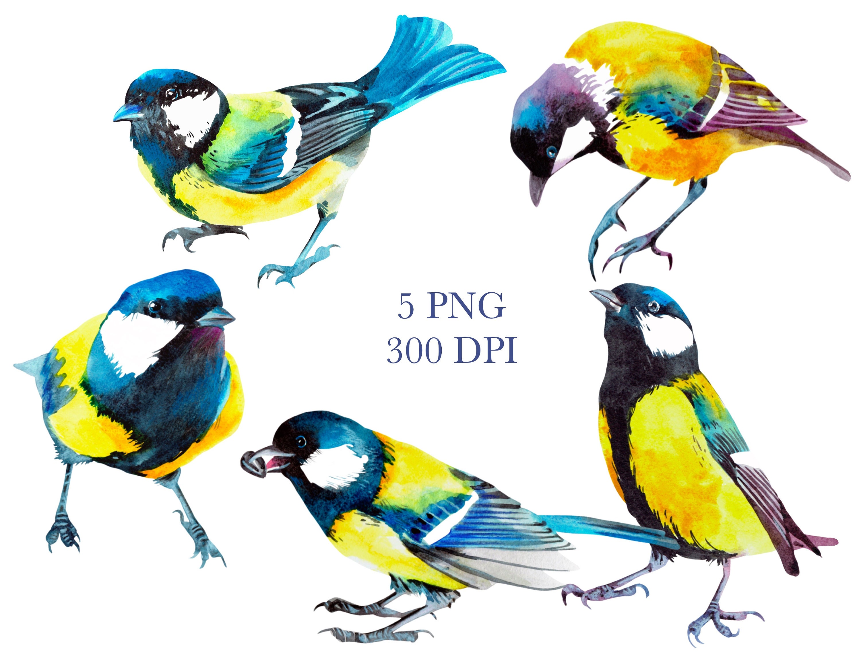 Watercolor Clipart Blue Tit Bird Clip Art Printable Instant - Etsy
