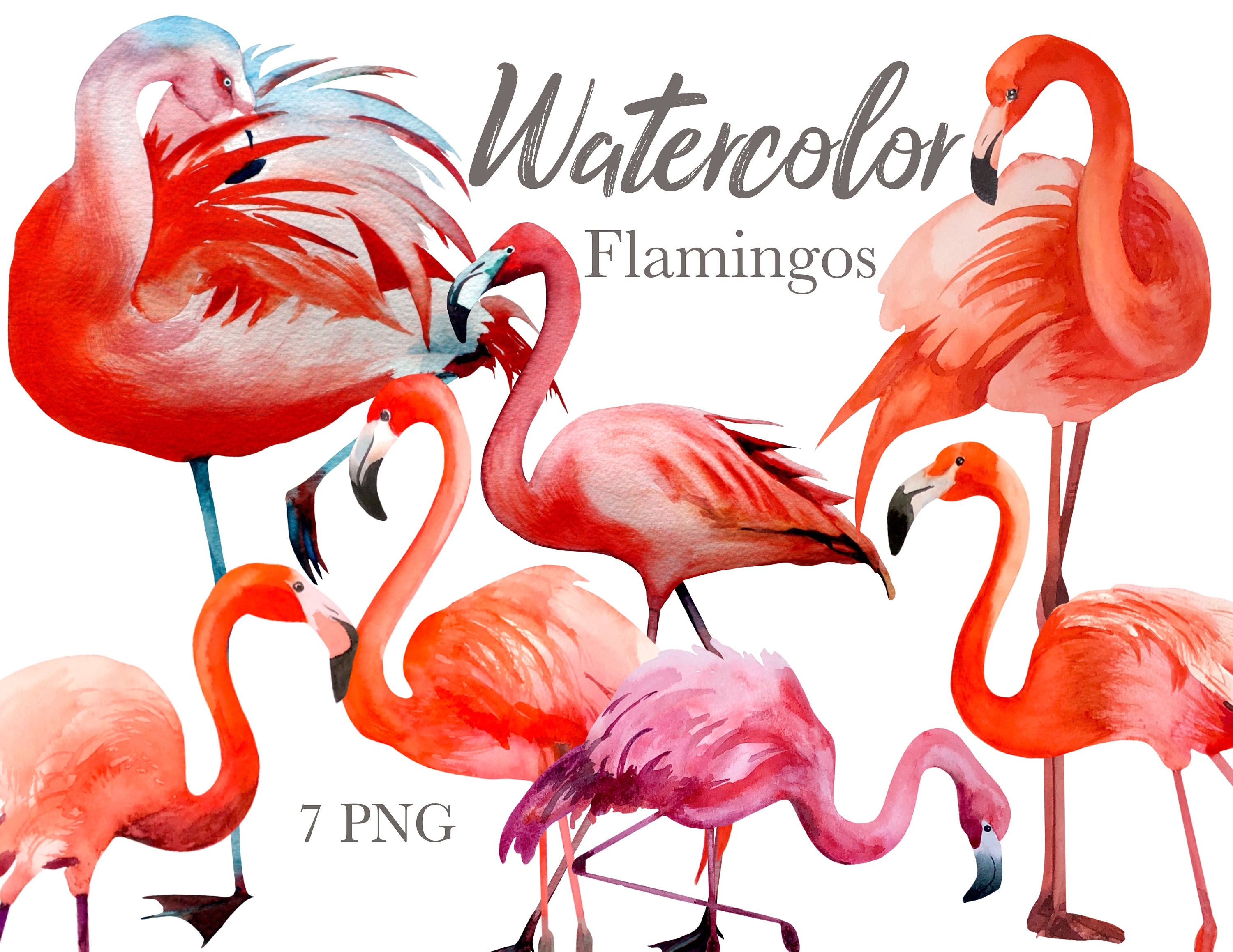 Watercolor Clipart Flamingo Bird Animal Clip Art Printable - Etsy