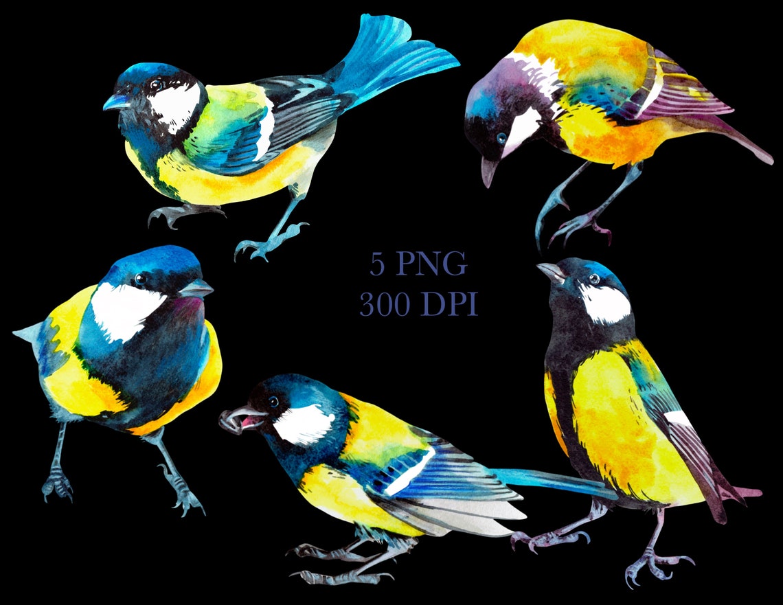 Watercolor Clipart Blue Tit Bird Clip Art Printable Instant - Etsy