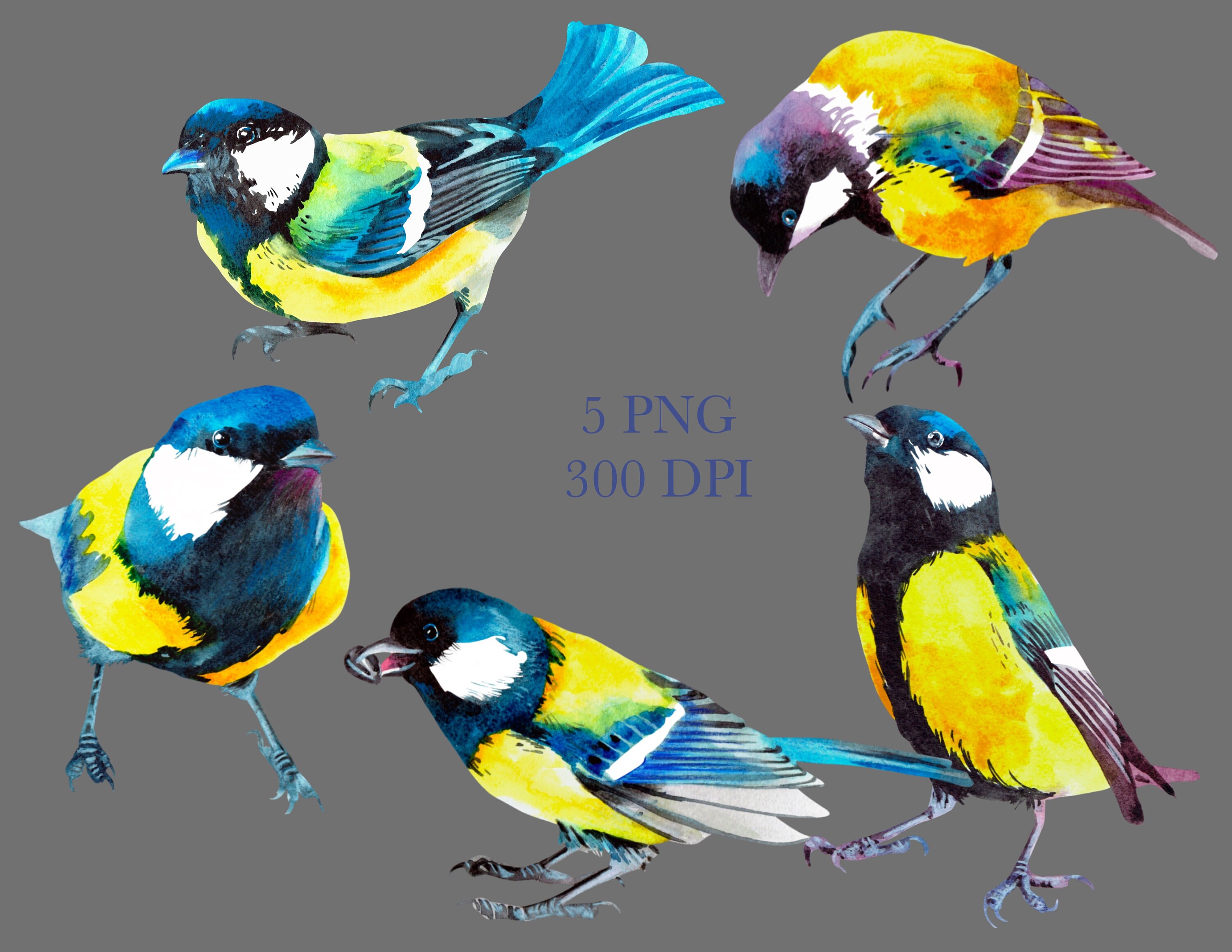 Watercolor Clipart Blue Tit Bird Clip Art Printable Instant - Etsy