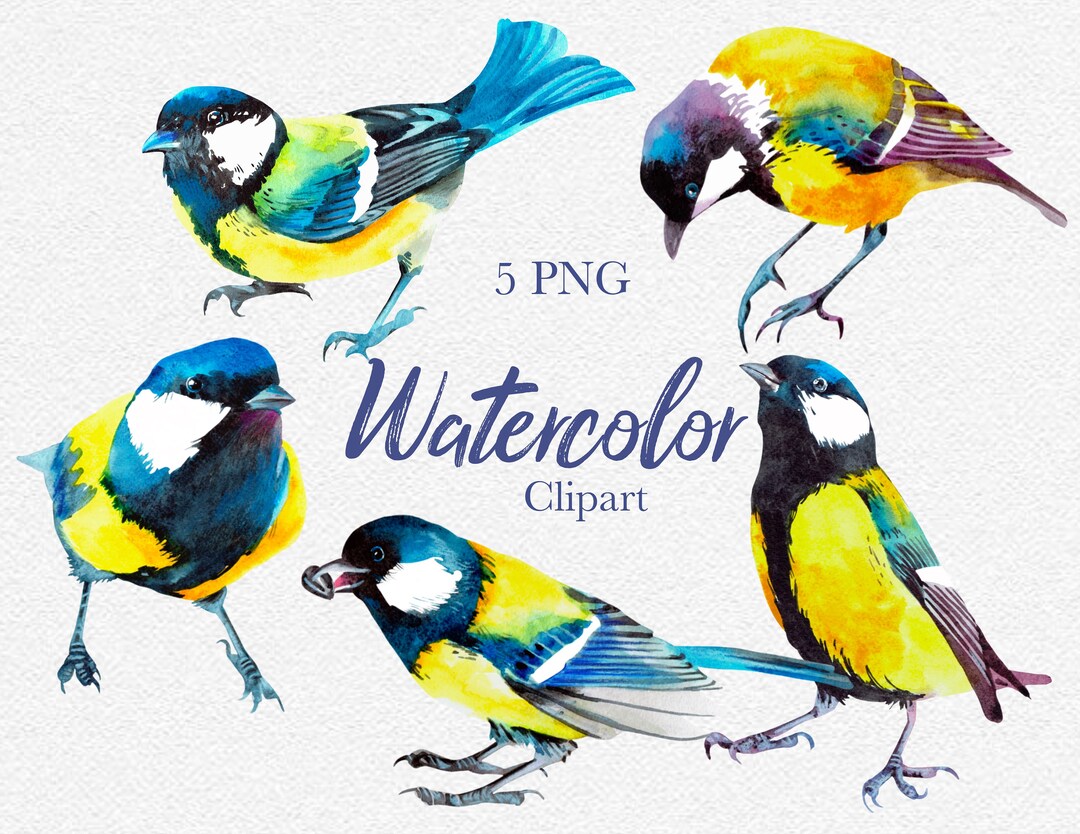 Watercolor Clipart Blue Tit Bird Clip Art Printable Instant - Etsy