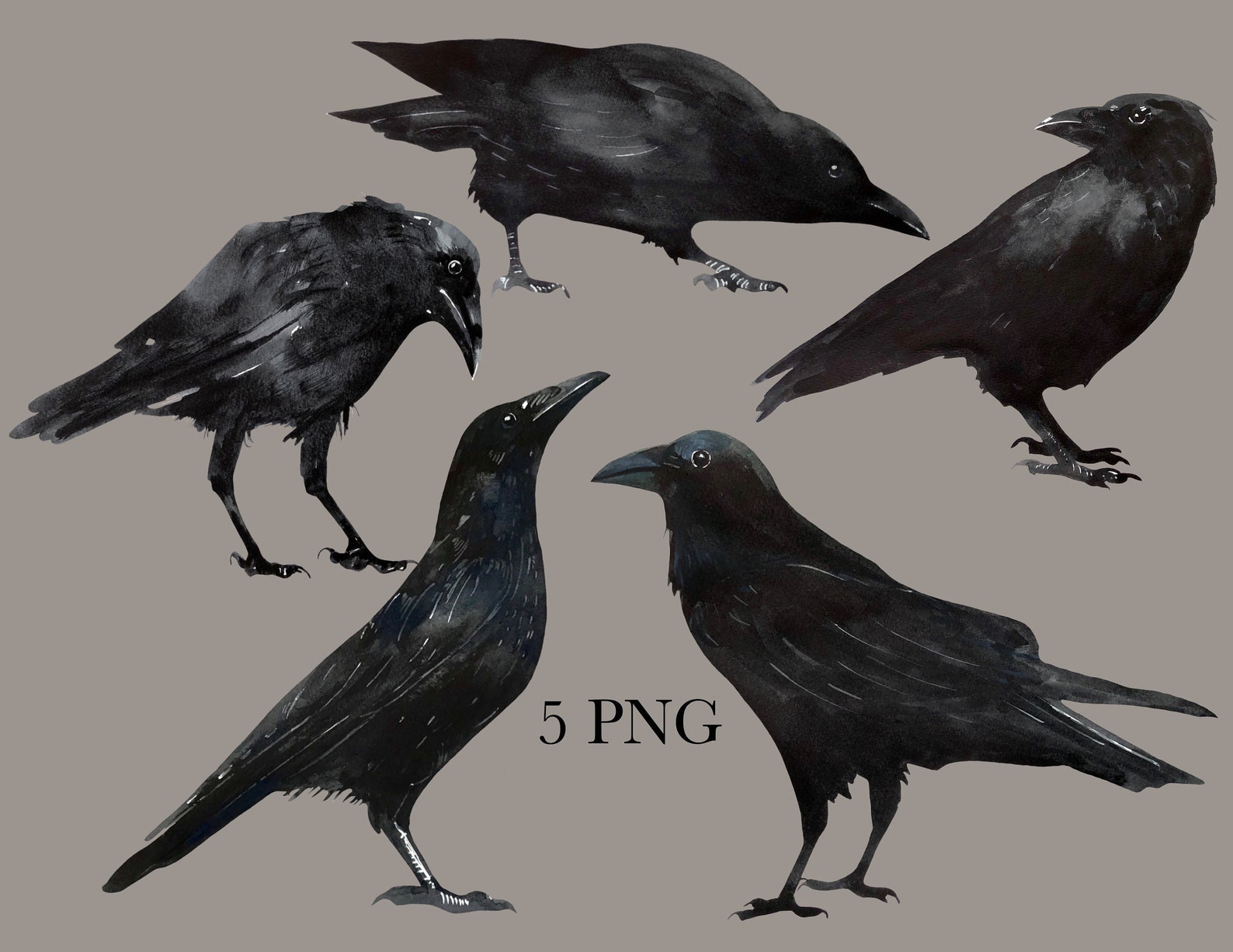 Crow Watercolor Clipart Raven Bird Clip Art Printable Instant | Etsy