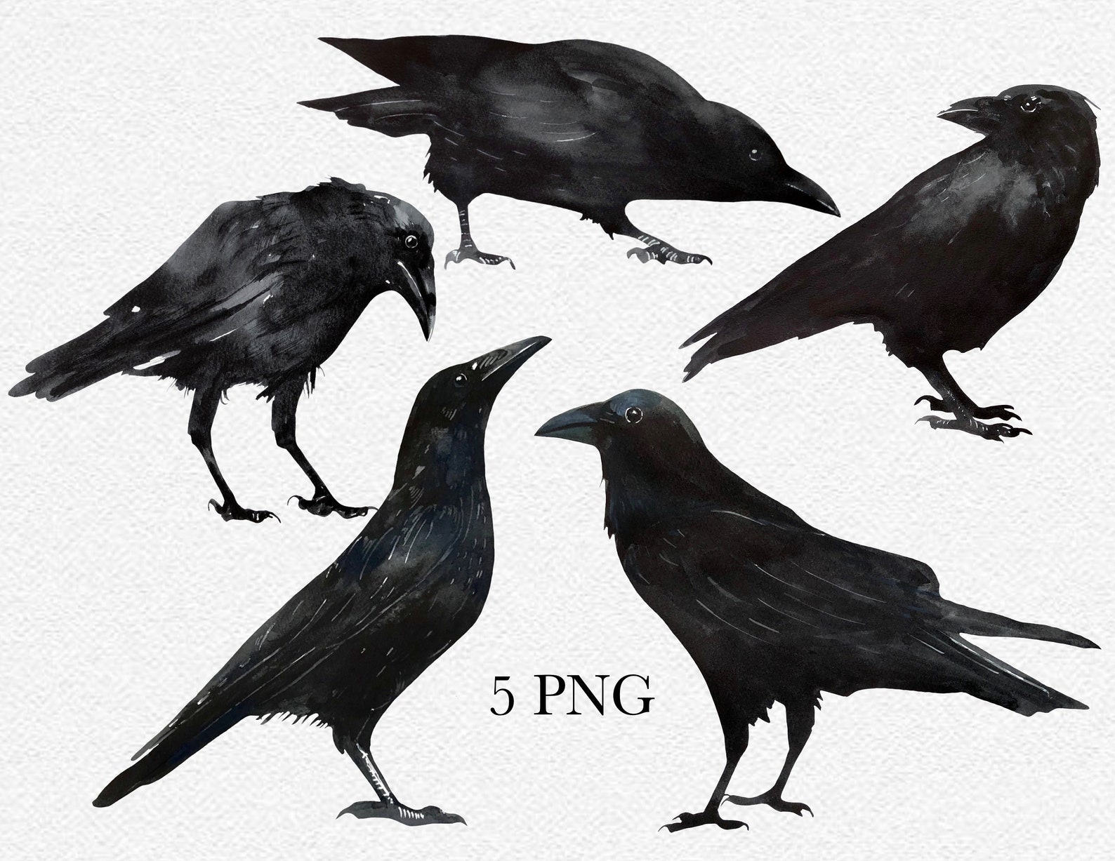 Crow Watercolor Clipart Raven Bird Clip Art Printable Instant | Etsy