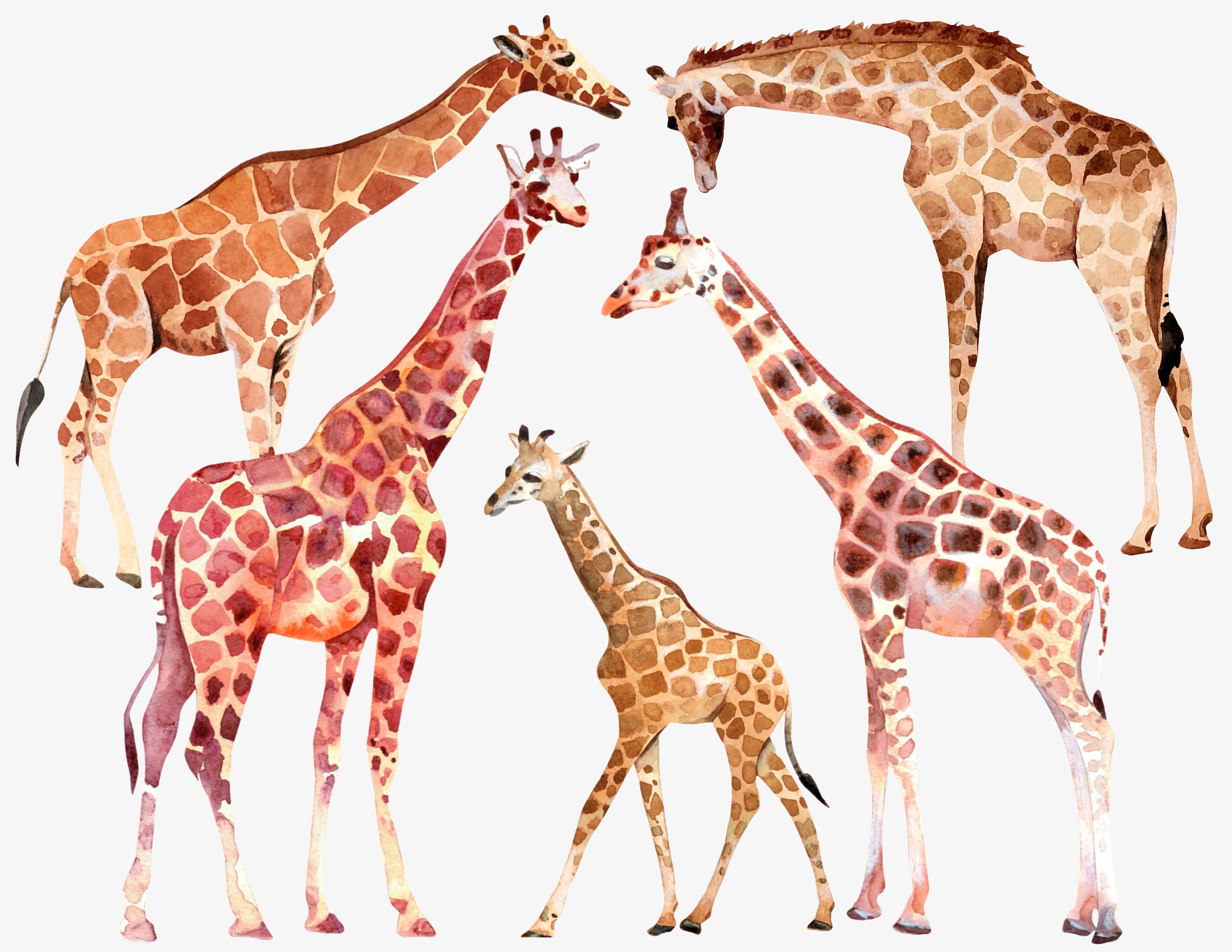 Giraffe Watercolor Clipart - Etsy