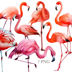 Watercolor Clipart Flamingo Bird Animal Clip Art Printable - Etsy