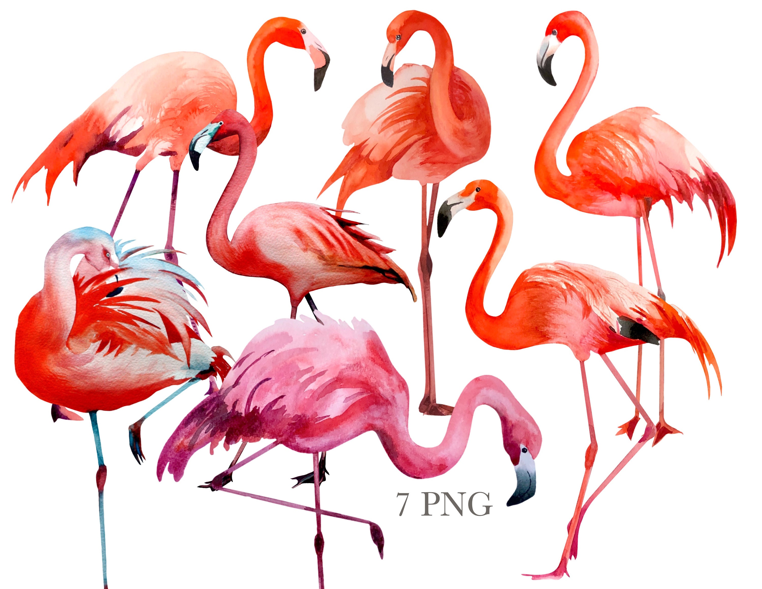 Flamingo Bird Clipart