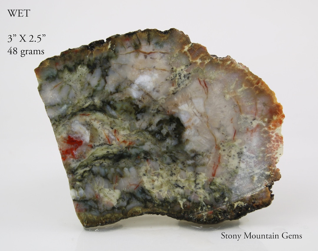 Lapidary Slab Coprolite Rough Slab Rare Agatized Dinosaur - Etsy