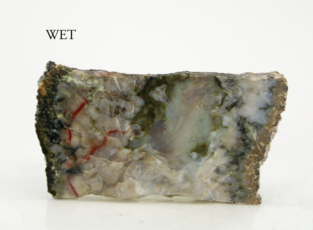 Lapidary Slab Coprolite Rough Slab, Rare Agatized Dinosaur Poop Fossil ...