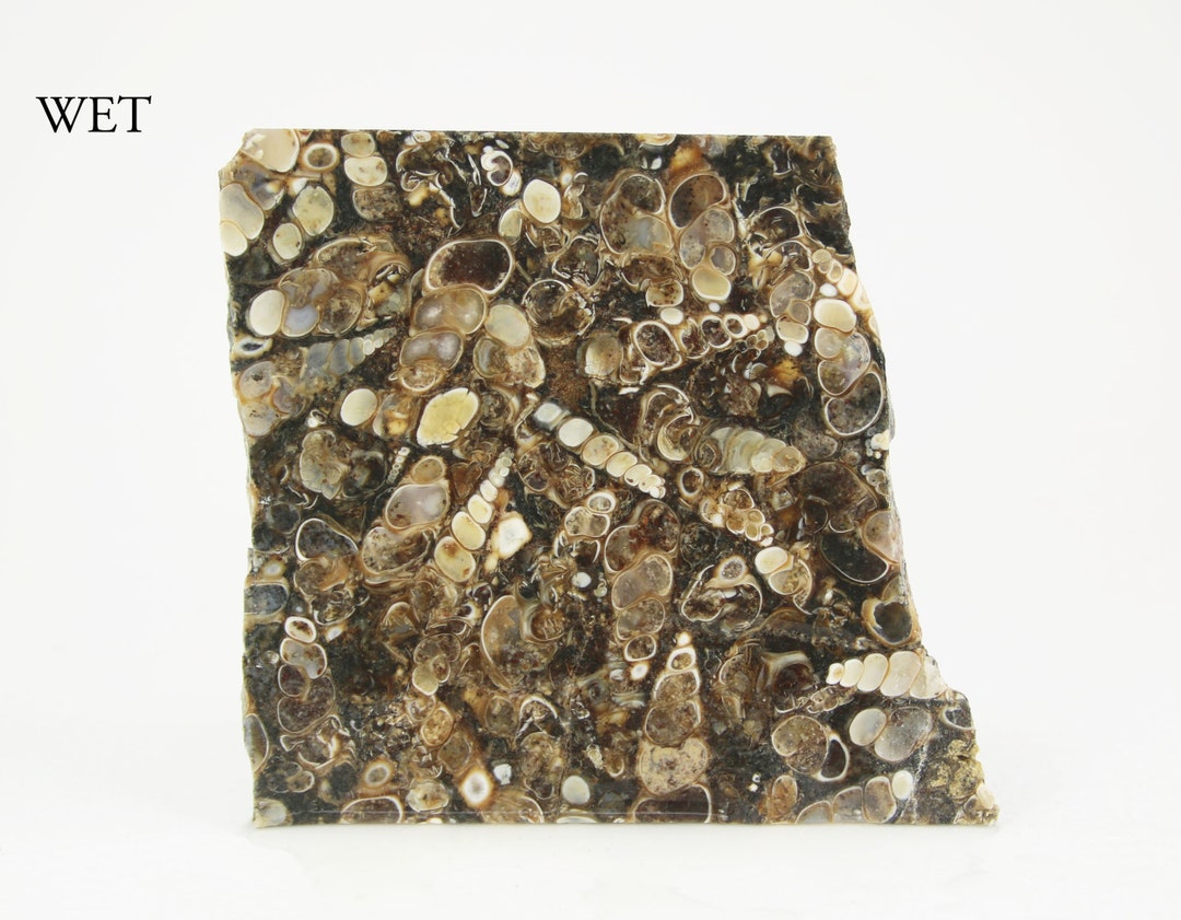 Lapidary Rough Slab Turritella Agate Slab, Unpolished Fossil Turritella ...