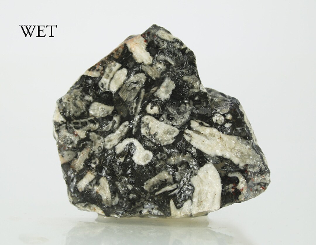 Lapidary Rough, Fossil Rock Rough Slab Specimen Natural Unpolished ...