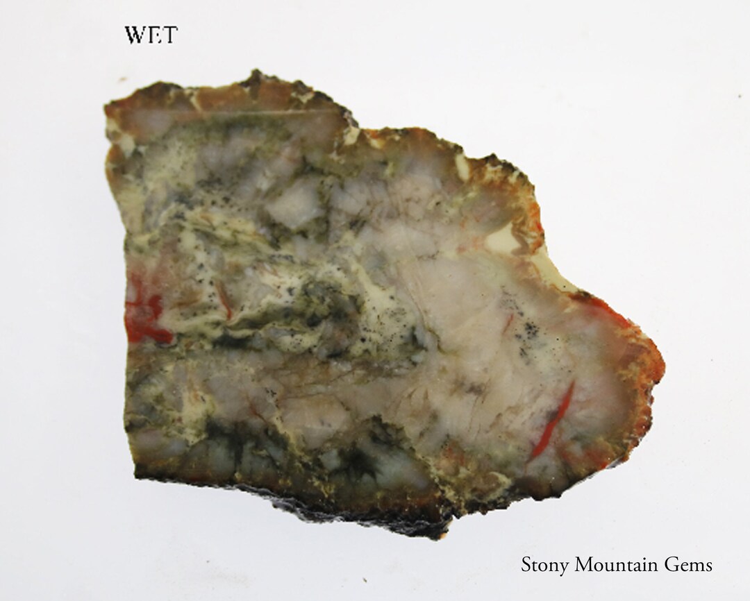 Lapidary Slab Coprolite Rough Slab, Rare Agatized Dinosaur Poop Fossil ...