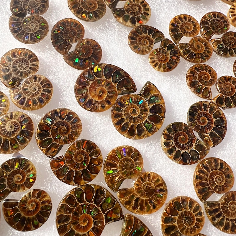 Opalized Ammonite Inlay - Etsy