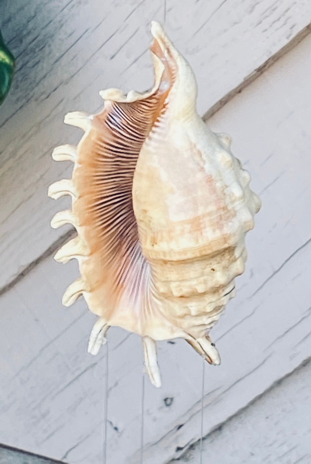 Spider Conch Shell-the Original Spoon Fish Windchime-nautical ...