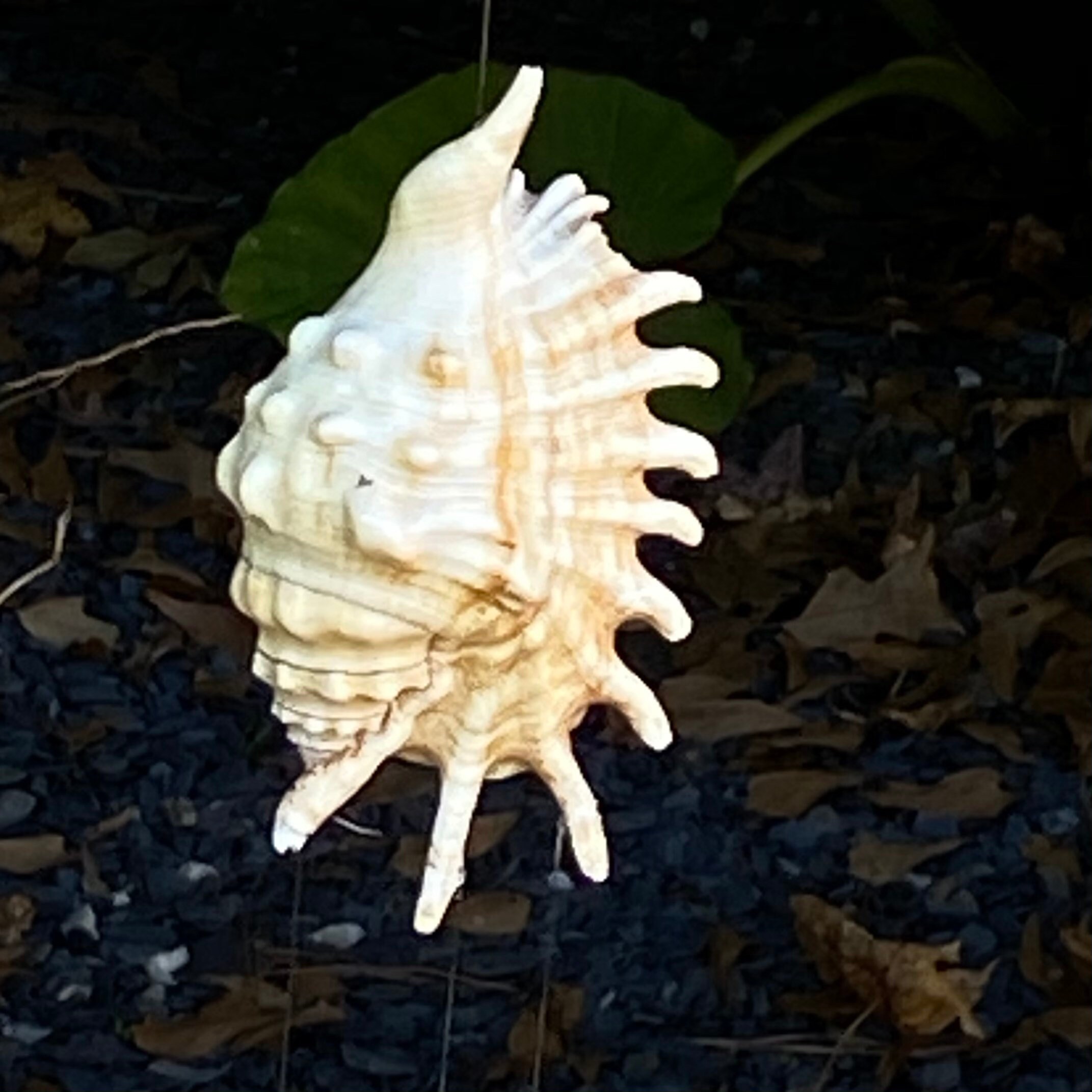 Spider Conch Shell-the Original Spoon Fish Windchime-nautical | Etsy