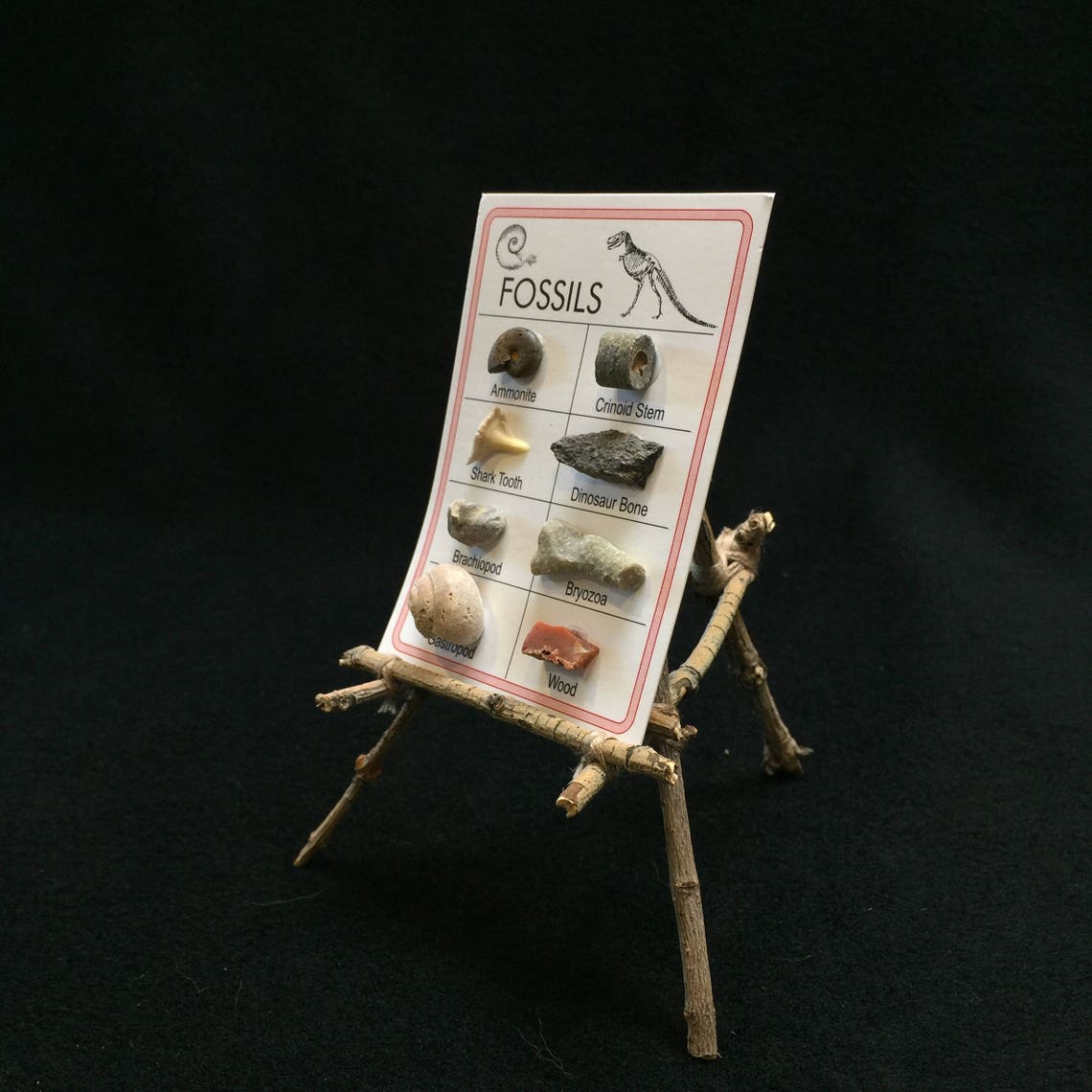 Genuine Fossil Reference Card ...it's FUN and Educational ;) - Etsy