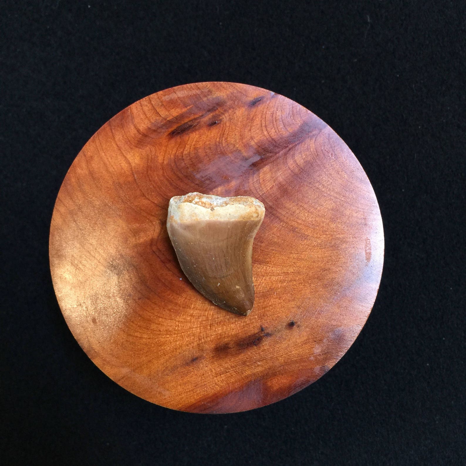 Genuine Mosasaur Fossil and Reference Card- Look...it's FUN and ...